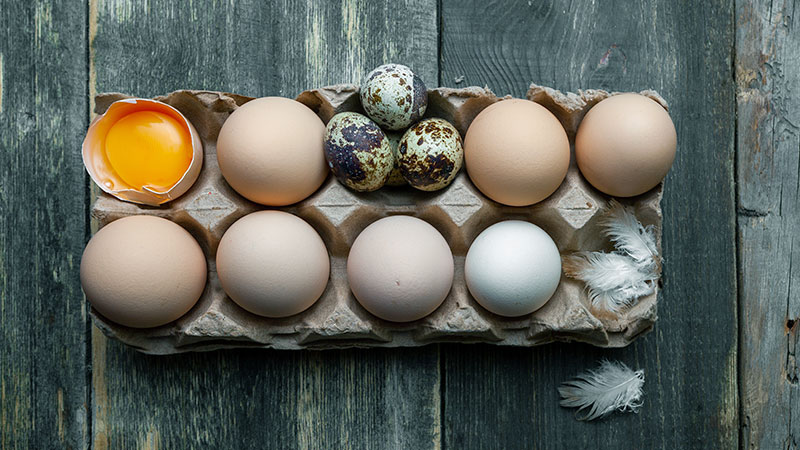The 10 Best Egg Types to Include in Your Diet - Senior Fitness