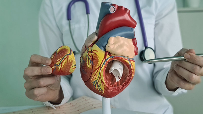 Heart Disease Basics: Things Your Must-learn - Senior Fitness