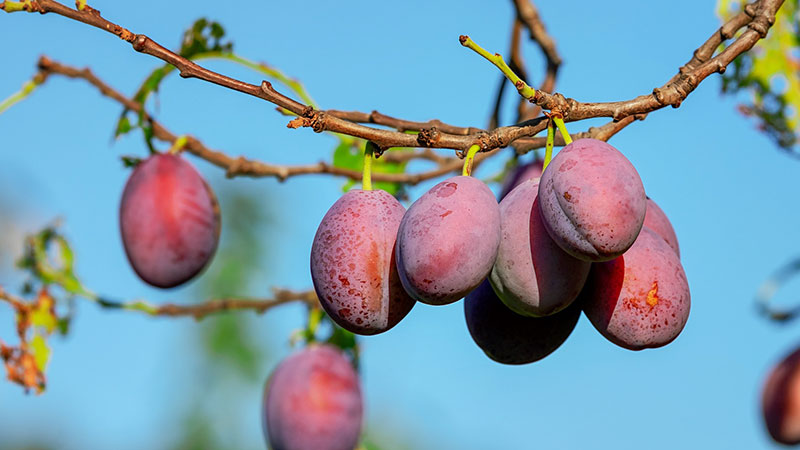 11 Health Benefits of Plums: A Nutrient-Packed Superfruit - Senior Fitness