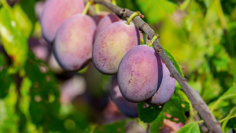 11 Health Benefits of Plums: A Nutrient-Packed Superfruit - Senior Fitness