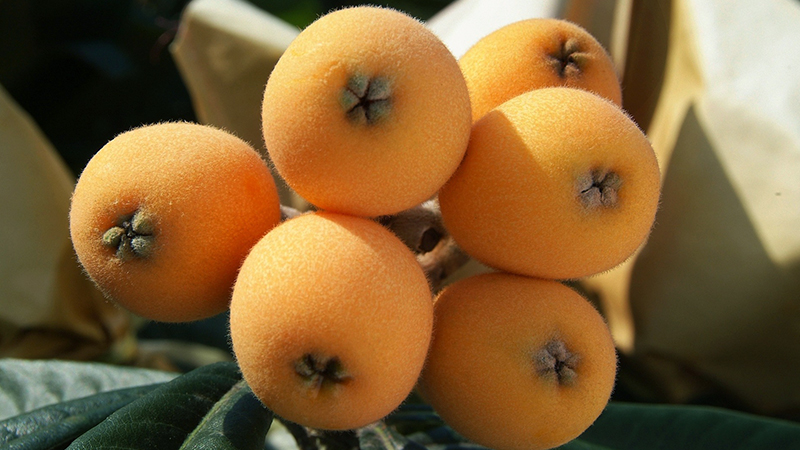 7 Health Benefits of Loquats: Nutrition, Antioxidants, and More ...