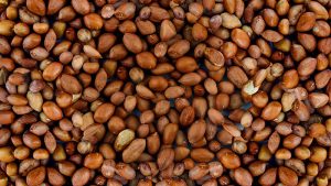 7 Health Benefits of Peanuts: A Nutritious Guide to Wellness - Senior ...