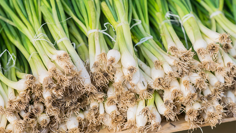 10 Health Benefits of Green Onions for a Healthier Lifestyle