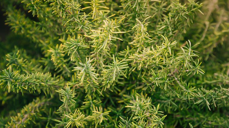 9 Health Benefits of Thyme & How to Use It in Your Daily Life
