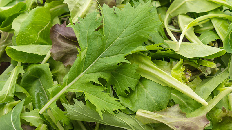 11 Health Benefits of Arugula: Nutrition, Wellness, and Tasty Recipes ...