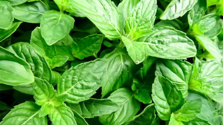 10 Health Benefits of Basil: Boost Wellness with This Nutrient-Packed Herb