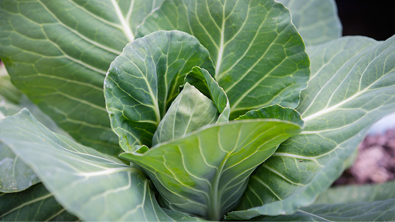 7 Health Benefits of Collard Greens: Boost Nutrition, Heart, and Bone ...