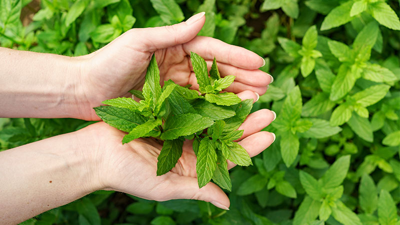 10 Incredible Health Benefits of Mint You Need to Know for a Healthier ...