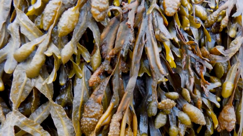 7 Health Benefits of Bladderwrack: Boost Thyroid, Metabolism & Skin Health