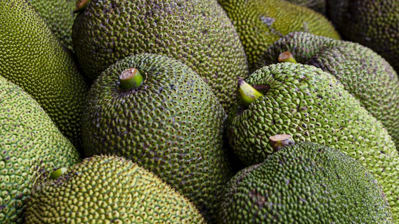 8 Health Benefits of Breadfruit: A Nutritional Superfood for All ...