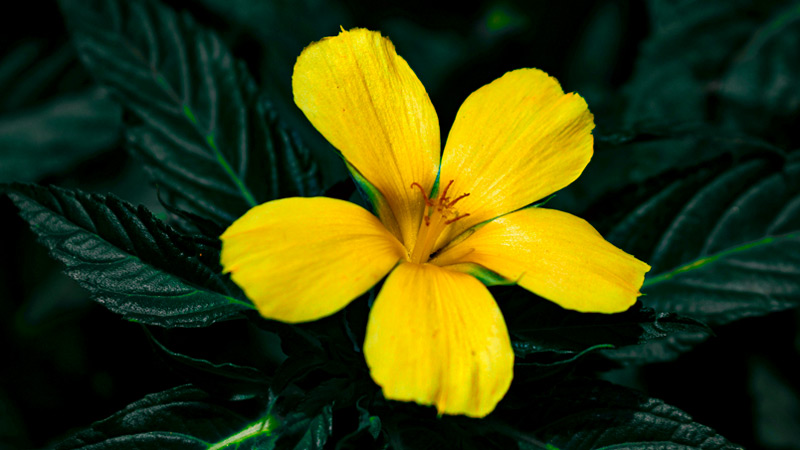 10 Health Benefits of Damiana: Natural Remedies for Wellness and Vitality
