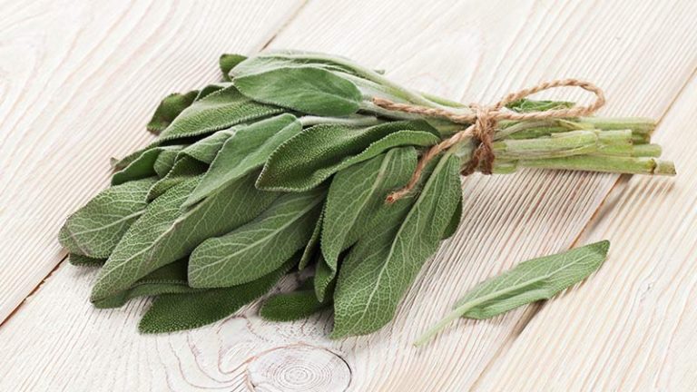 10 Health Benefits of Sage: Boost Brain, Heart, Skin & More Naturally