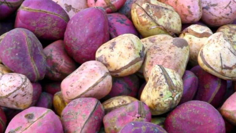 10 Health Benefits of Kola Nut: Energy, Focus, and More