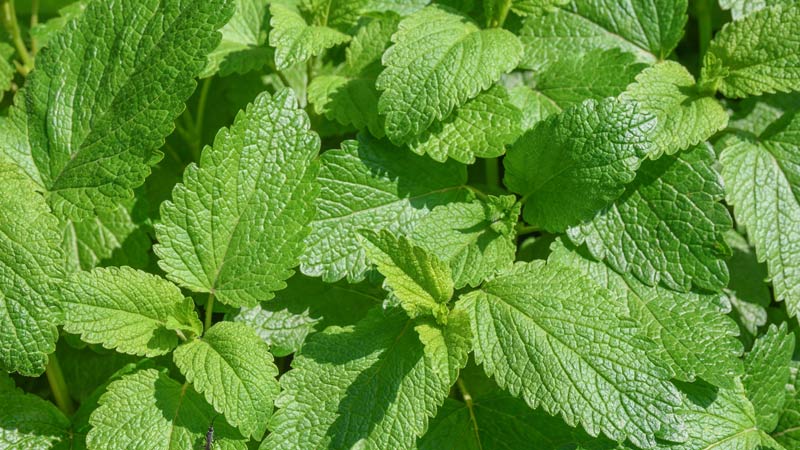 9 Health Benefits of Lemon Balm for Better Feeling and Relaxation