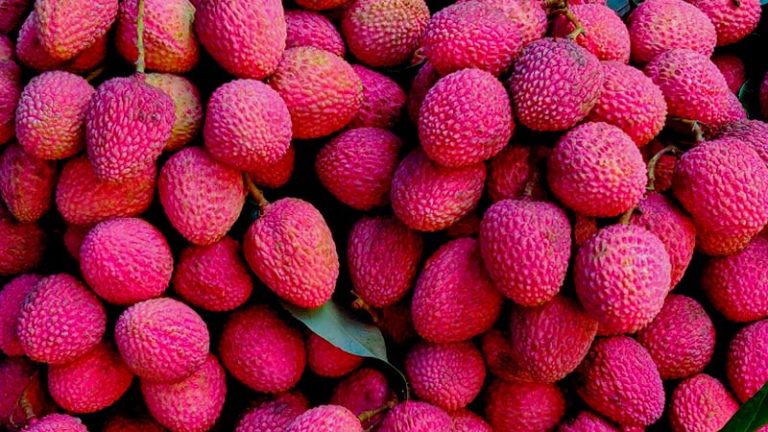 12 Health Benefits of Litchi: A Sweet Boost for Your Wellness