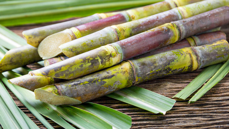 21 Health Benefits of Sugarcane: Nutrients, Skin Care, and More