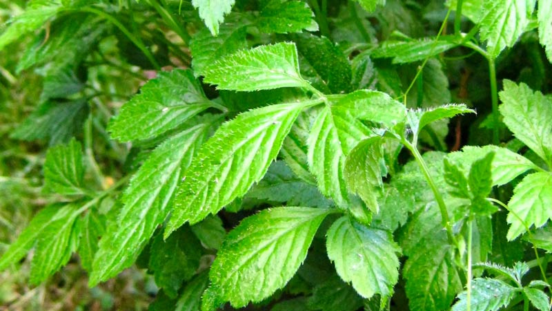 7 Health Benefits of Gynostemma for Enhanced Wellness and Vitality ...