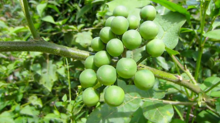8 Health Benefits of Turkey Berry: A Nutritional Powerhouse for Wellness